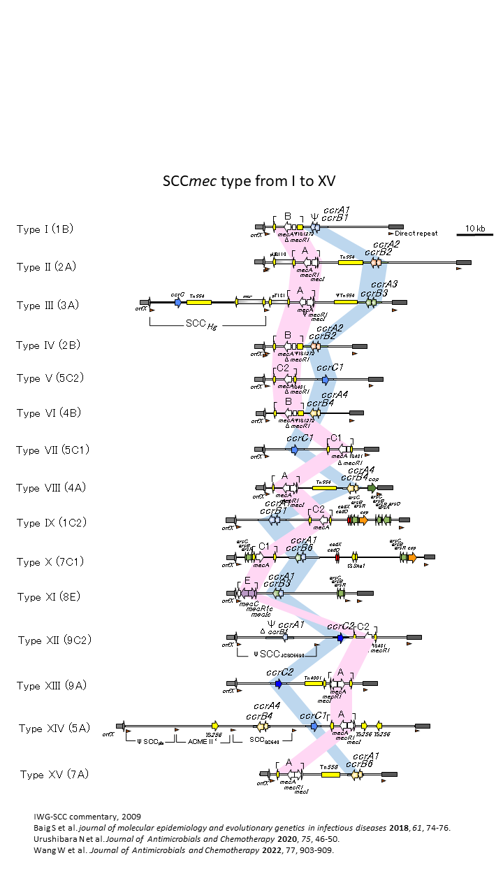 SCCmec types from I to XV